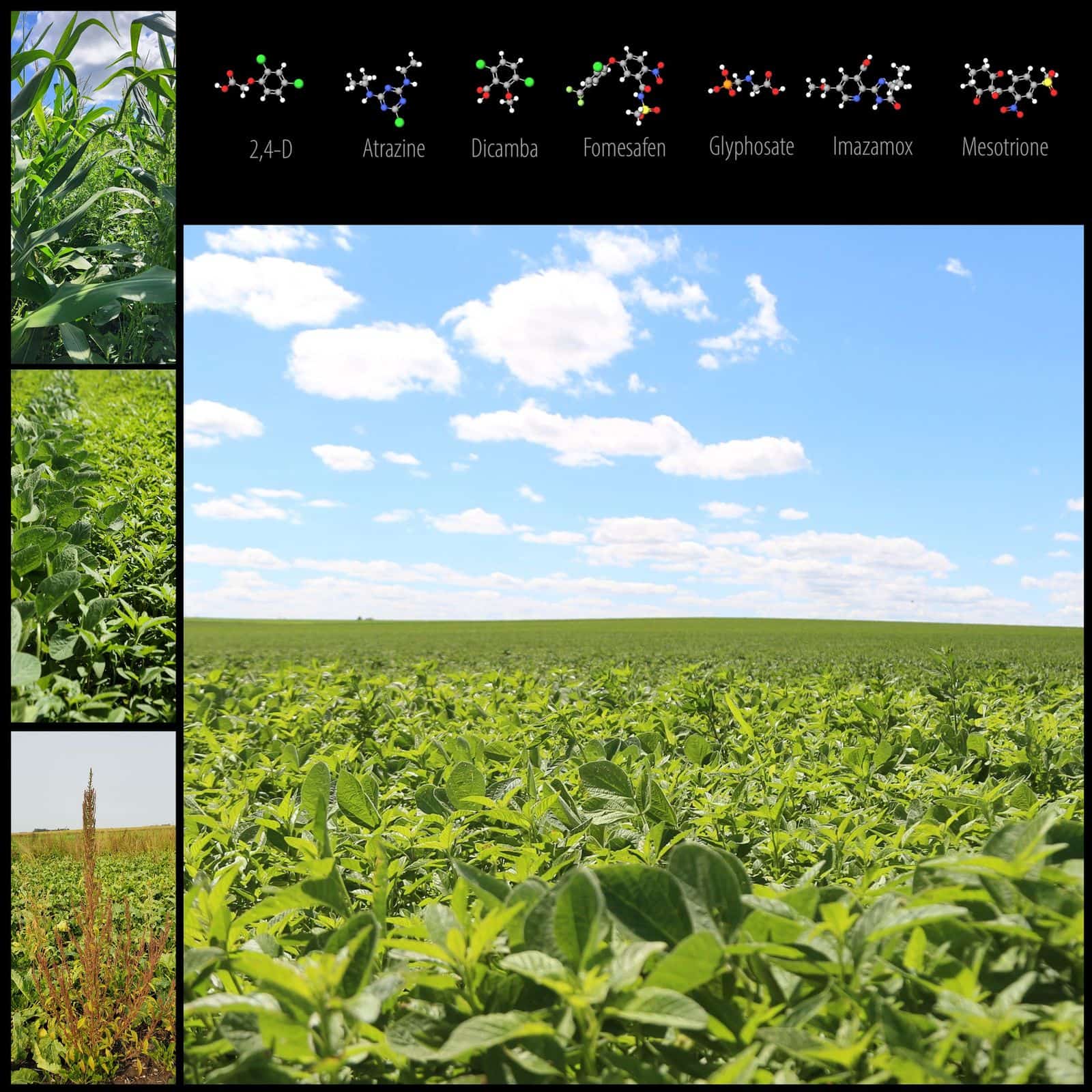 Study Shows Seed Impact Mills Clobber Waterhemp Seed Viability - Weed ...